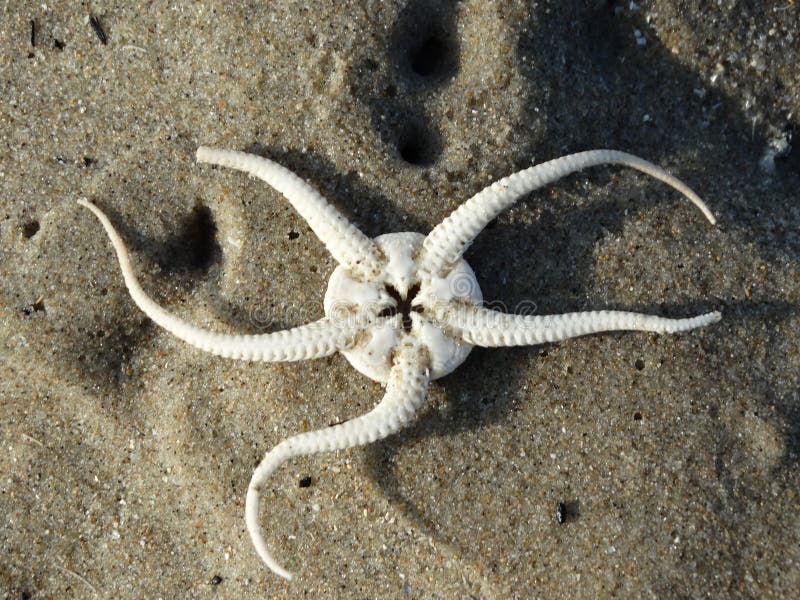 Upside-down Serpent Star on the Beach Stock Photo - Image of washedup ...