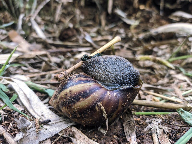 An Upside Down Snail is Hiding Stock Image - Image of arthropod, garden ...
