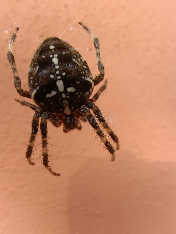 Spiders Markings Back Stock Photos - Free & Royalty-Free Stock Photos ...