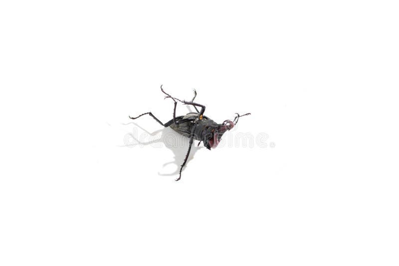 234 Upside Down Beetle Insect Stock Photos - Free & Royalty-Free Stock ...