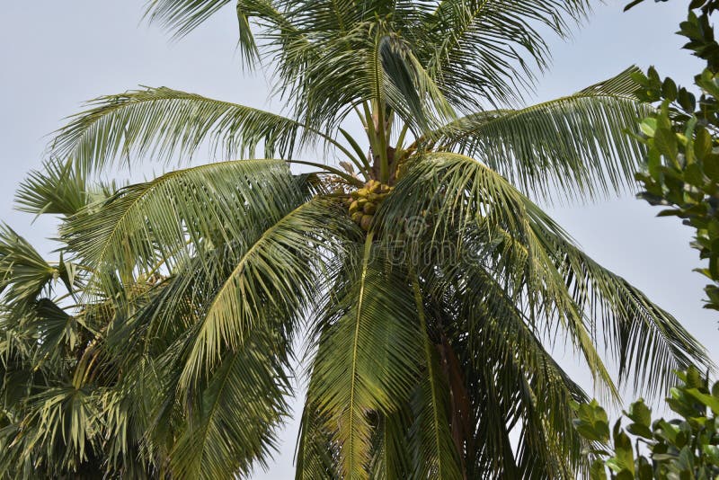 Upside Down View of Coconut Tree and Sky from the Beach Stock Image ...