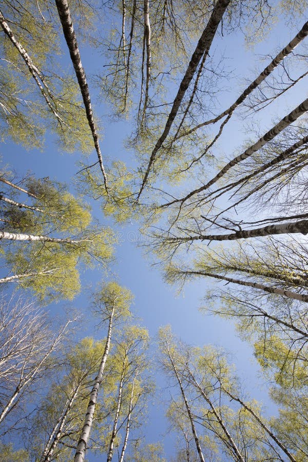 Upside View of the Birch Trees Canopy and the Emerald Green Emerging ...