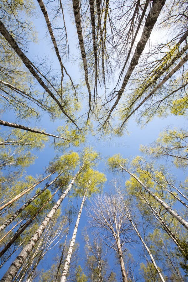 Upside View of the Birch Trees Canopy and the Emerald Green Emerging ...