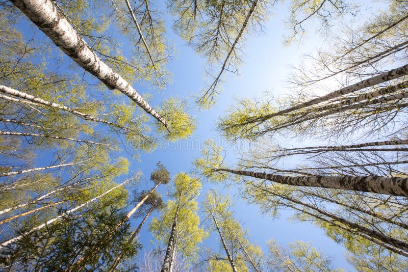 Upside View of the Birch Trees Canopy and the Emerald Green Emerging ...