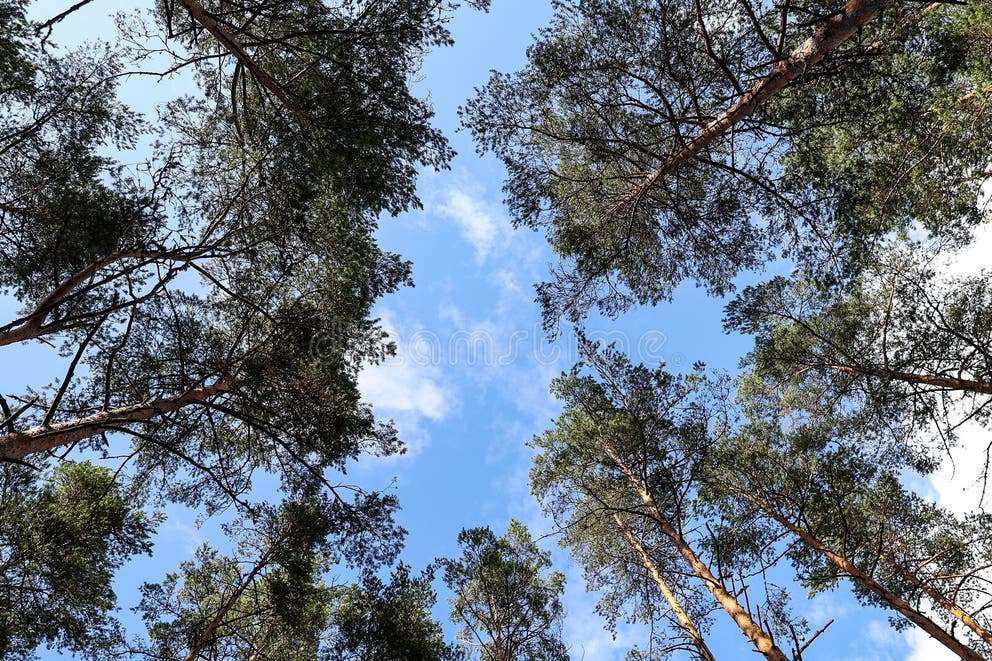 Upside Wide Angle View in the Middle of Forest Trees Stock Photo ...