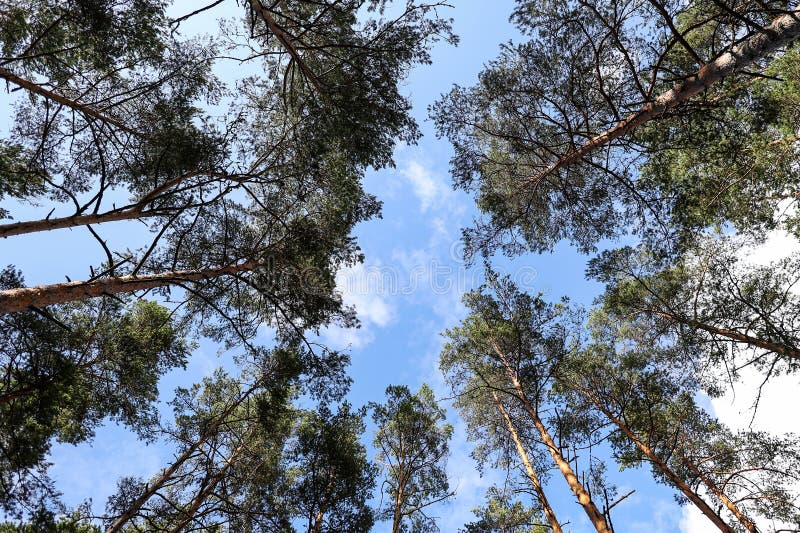 Upside Wide Angle View in the Middle of Forest Trees Stock Photo ...