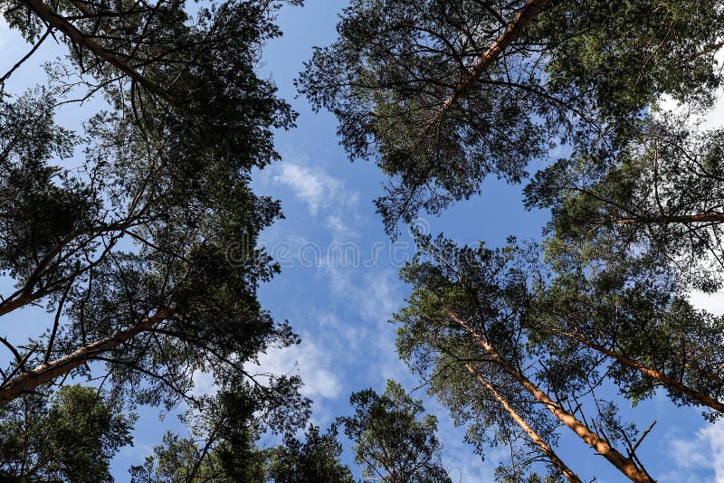 Upside Wide Angle View in the Middle of Forest Trees Stock Image ...