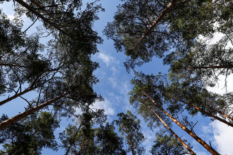 Upside Wide Angle View in the Middle of Forest Trees Stock Image ...