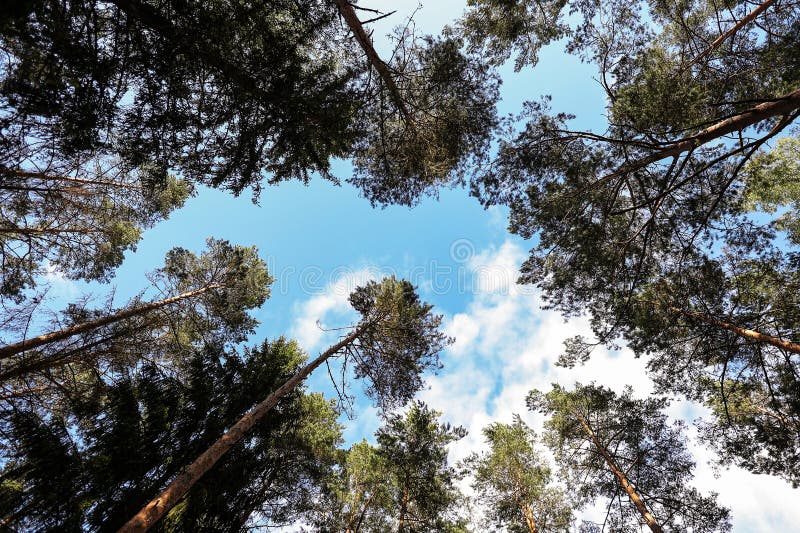 Upside Wide Angle View in the Middle of Forest Trees Stock Photo ...