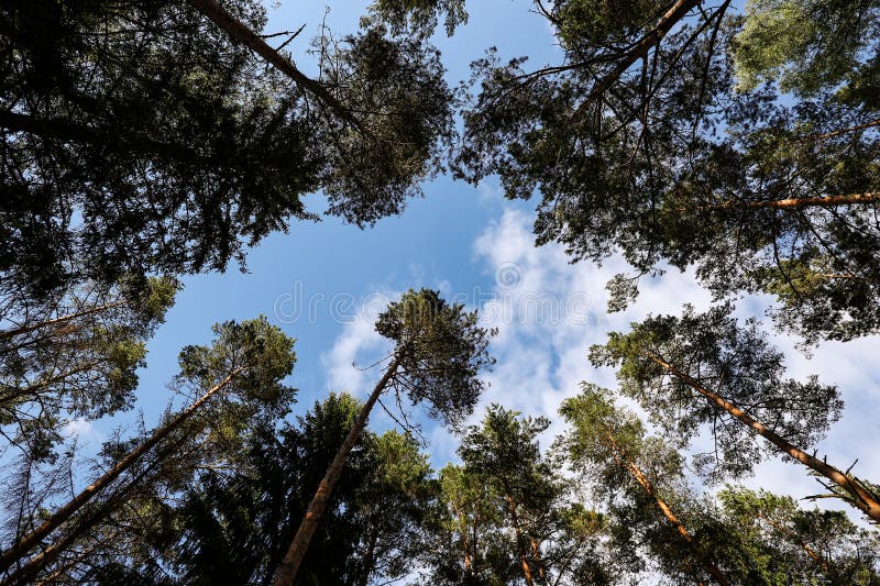 Upside Wide Angle View Middle Forest Trees Stock Photos - Free ...