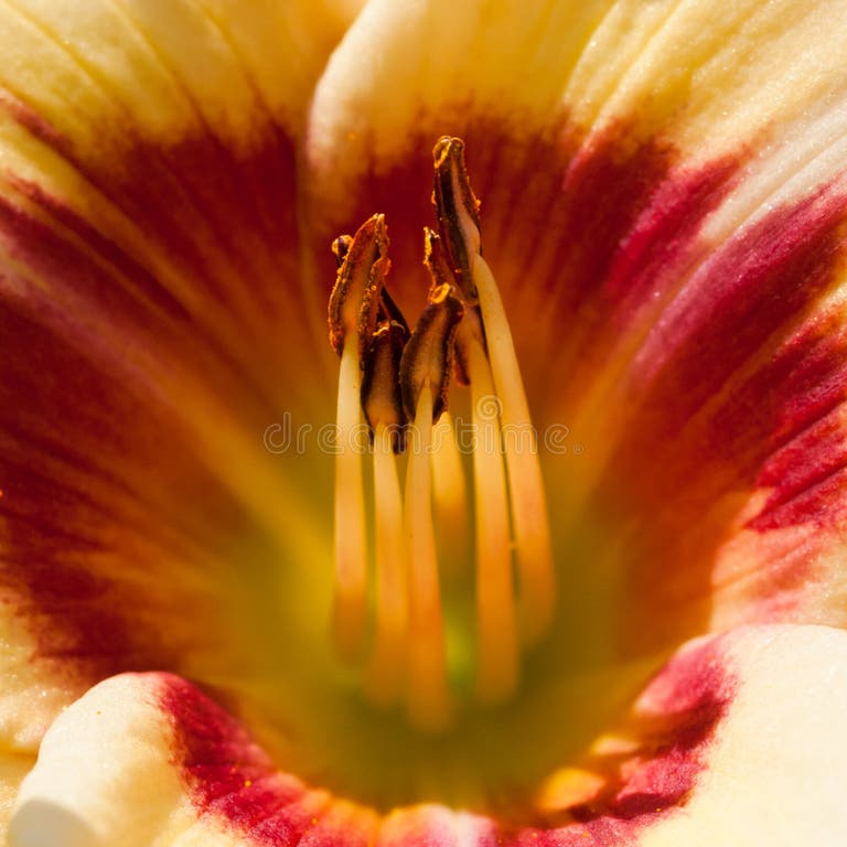 Upstanding stock image. Image of nature, square, macro - 28150481