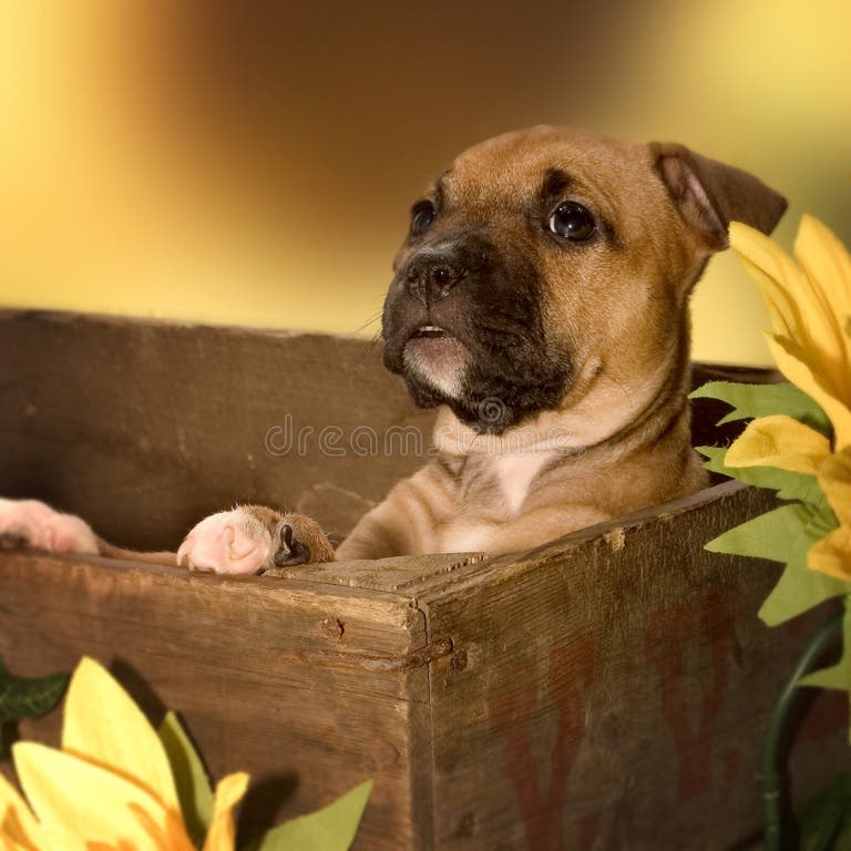 Upstanding puppy stock image. Image of american, cute, sweet - 413871