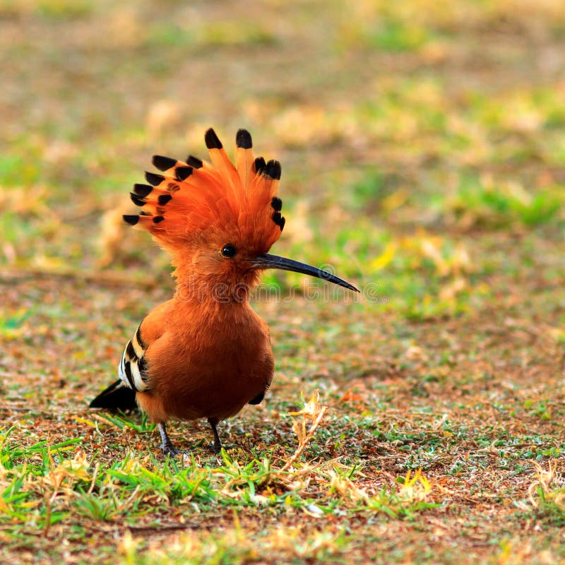 Upupa Africana, Africana Del Upupa, Uccello Arancio Piacevole Con La ...
