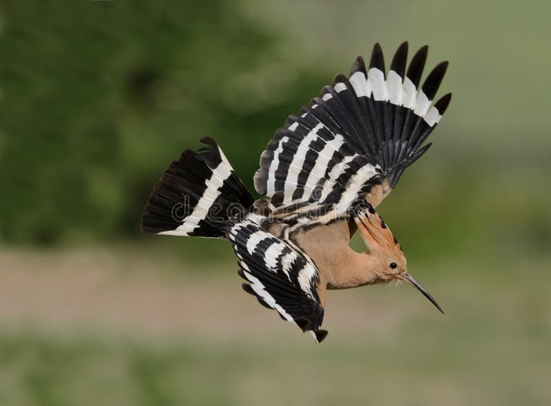 Upupa epops stock photo. Image of feed, birding, hoopoe - 36314100