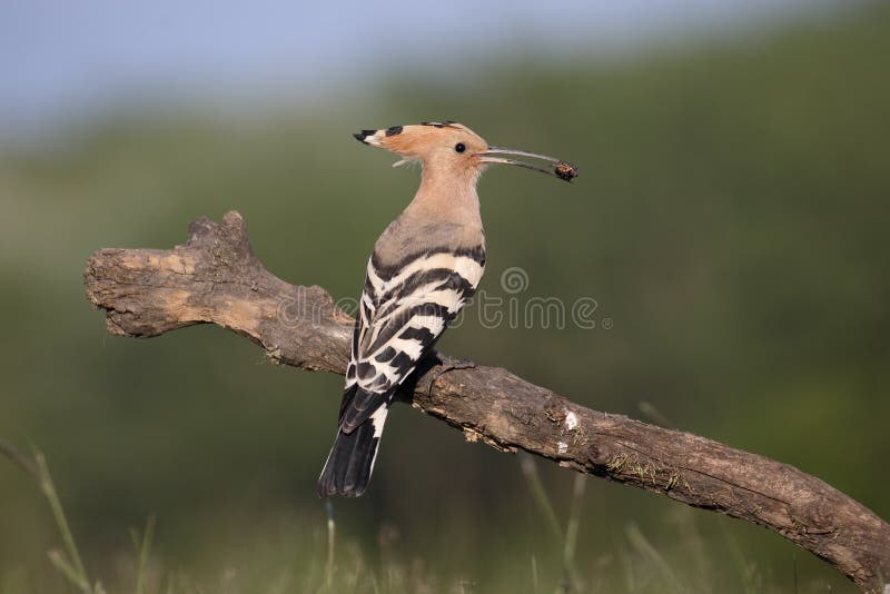Upupa, epops del Upupa fotografia stock. Immagine di nave - 73244076