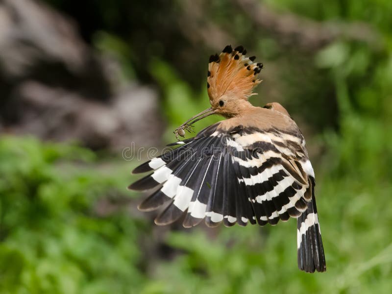 Upupa epops stock photo. Image of feed, birding, hoopoe - 36314100