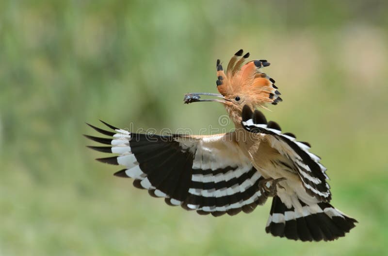 Upupa epops stock photo. Image of wildlife, wings, russia - 35208730