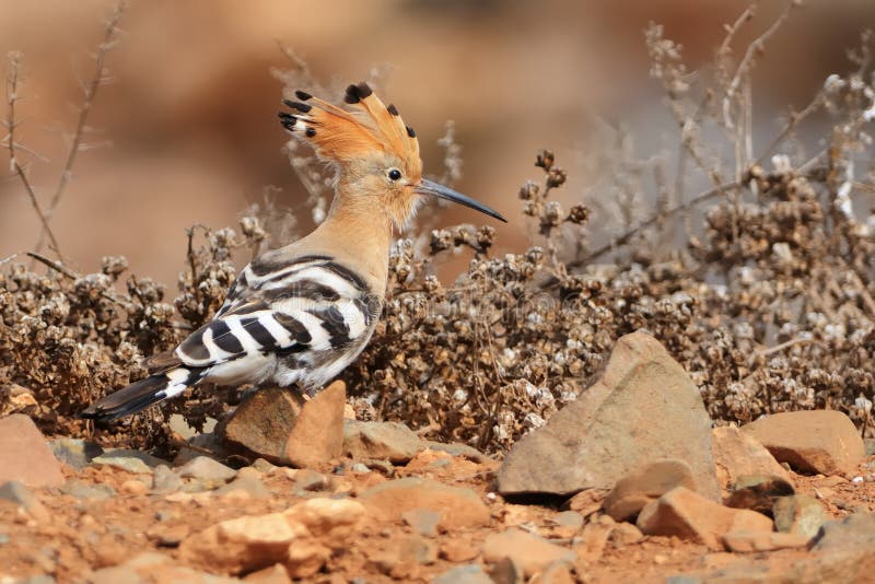Upupa Euroasiatica - Epops Del Upupa Fotografia Stock - Immagine di ...