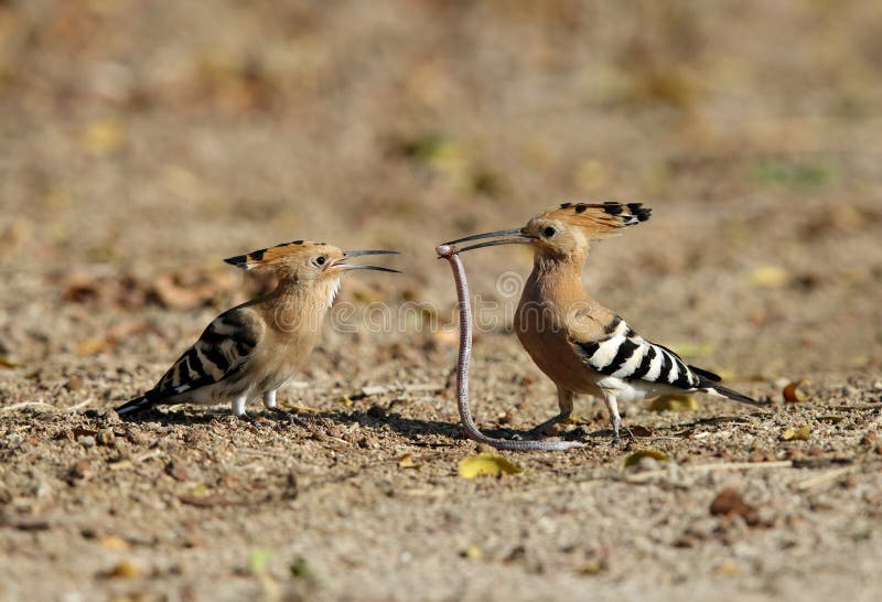 Upupe con il lombrico immagine stock. Immagine di piuma - 87985257