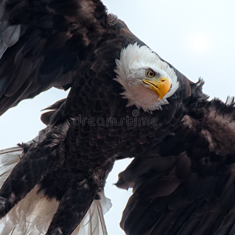 Upview to a flying eagle stock image. Image of head - 118588097