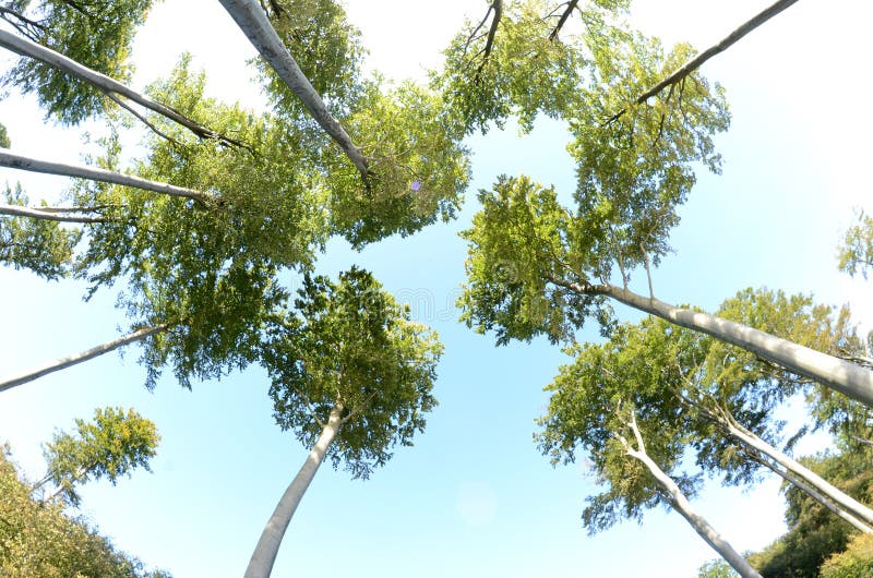 Upview with Wide Angle Lens in Group of Trees in Spring Colors Stock ...