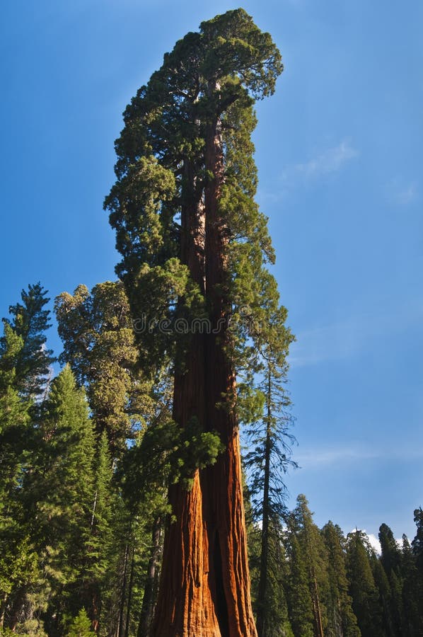 Upward Angle of Redwood Tree Stock Image - Image of powerful, forces ...