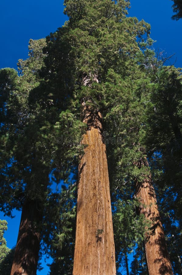 Upward Angle of Redwood Tree Stock Image - Image of tall, bark: 10160467