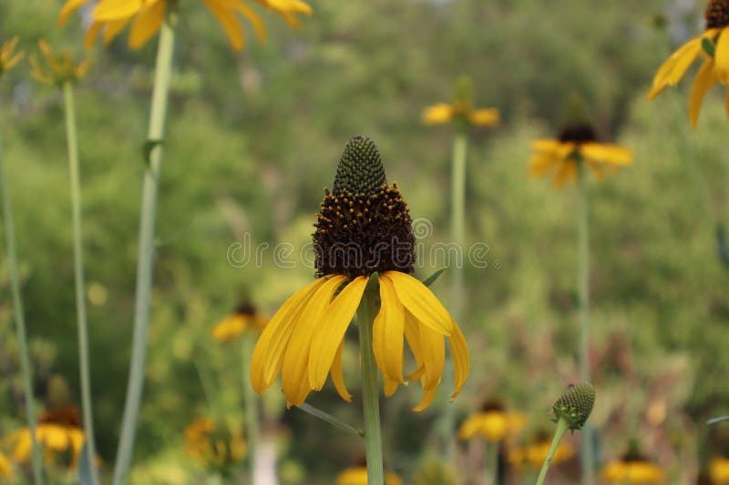 Rudbeckia maxima stock photo. Image of flower, upward - 385508526