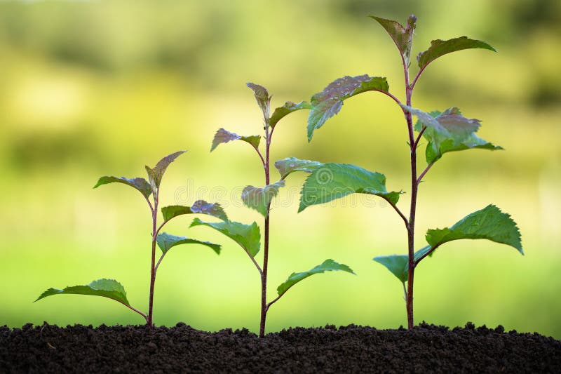 Upward Growth Concept, Plants of Different Sizes As Steps Stock Photo ...