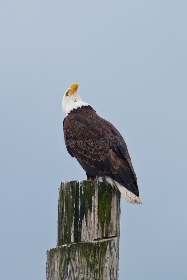 Upward Looking Eagle stock photo. Image of upward, haliaeetus - 41012852