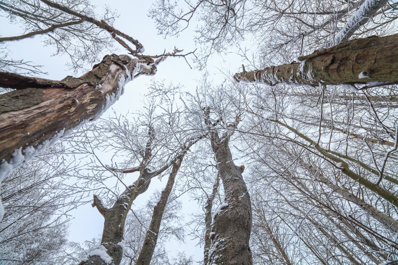 Upward Perspective in Forest Stock Image - Image of landscape, park ...