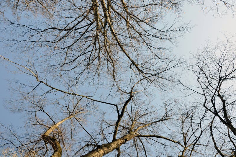 Upward Perspective View of Silhouettes of Bare Trees Against a Blue Sky ...