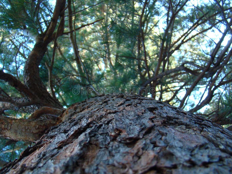 The Upward Tendency. a Huge Pine Giant Stock Photo - Image of crawling ...