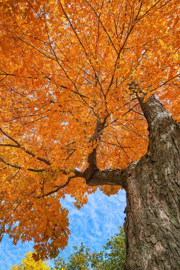 Upward View of an Autumn Maple Tree Stock Image - Image of bright ...