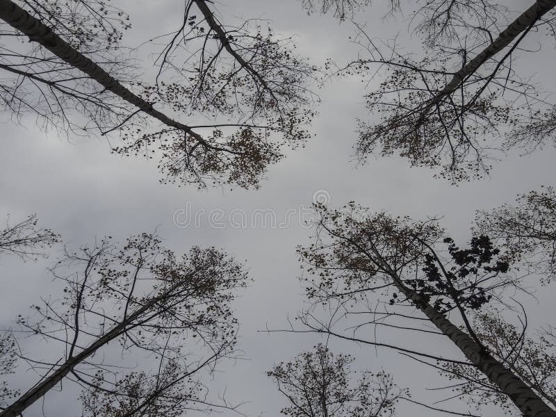 Upward View of Autumn Trees Stock Photo - Image of lined, landscape ...