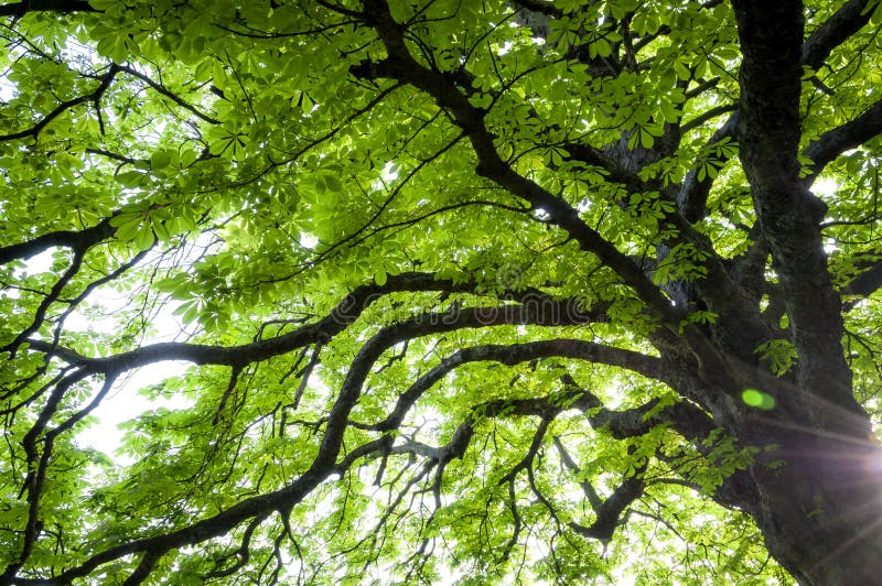Upward View Of Tree Branches In Spring Stock Photo - Image of trees ...
