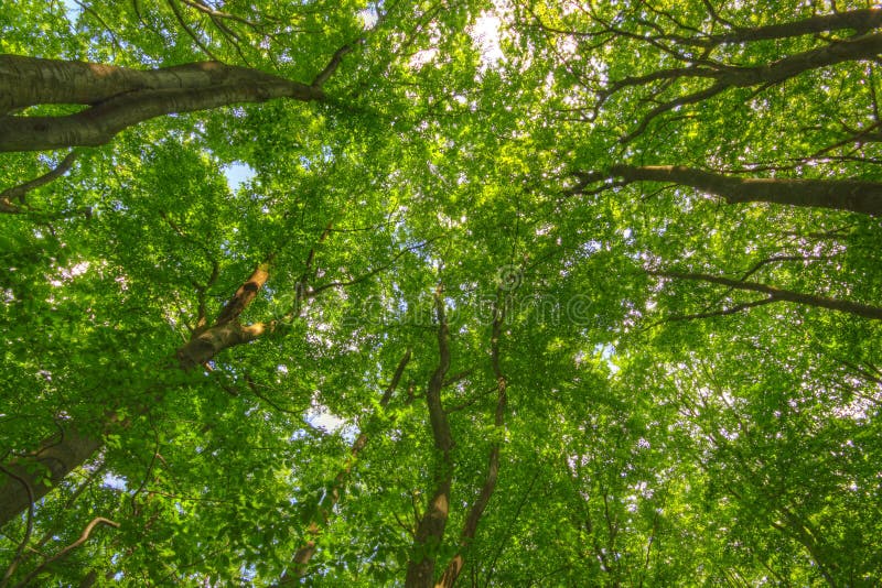 Upward View of Common Beech Trees Stock Image - Image of trunks, color ...