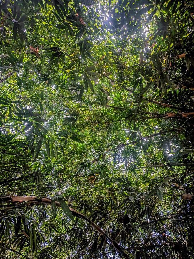 An Upward View of a Dense Bamboo Canopy with Sunlight Streaming through ...