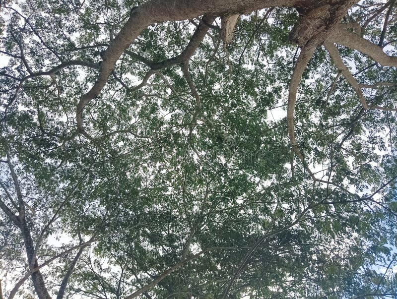 An Upward View of a Dense Canopy of Trees Stock Image - Image of wood ...