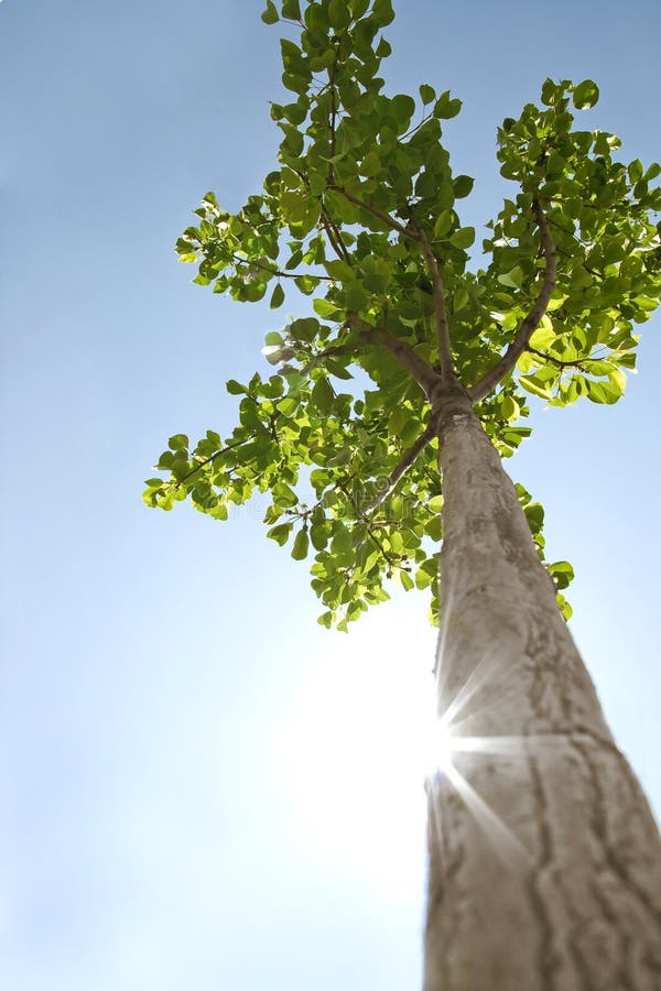 Upward View of a Lonely Tree Stock Image - Image of summer, vertical ...