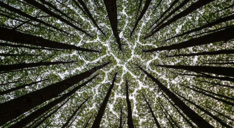 Upward View of Lush Green Forest Canopy Stock Illustration ...