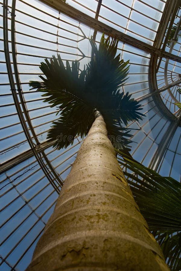 A view of palm tree stock image. Image of beauty, nature - 115375043