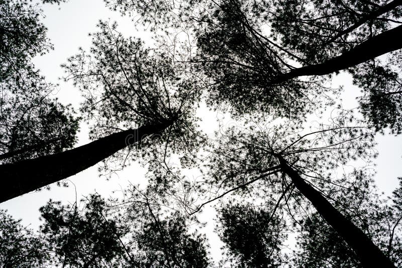 Upward View of Pine Tree Forest with Three Primary Three Trunks Stock ...
