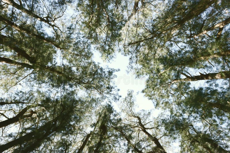 Upward View of Pine Trees Canopy Stock Image - Image of tree, bright ...