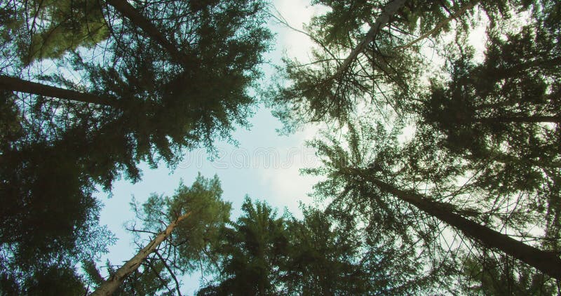 Upward View of Pine Trees and Sky in Summer Forest. Movement in a ...