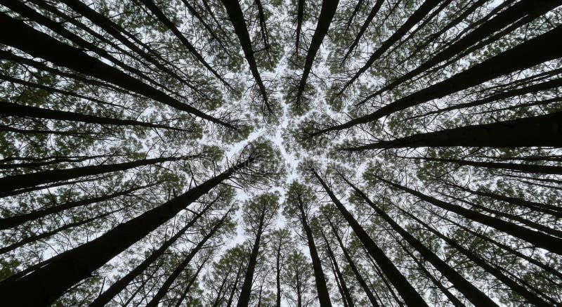 Upward View of Tall Dark Trees in a Forest Stock Illustration ...