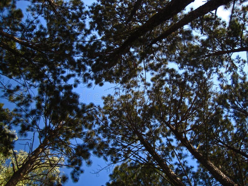 UPWARD VIEW of TALL PINE TREE TOPS TOUCHING AGAINST BLUE SKY Stock ...
