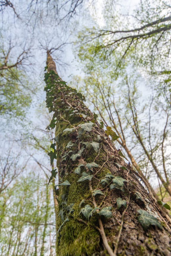Upward View of Tall Tree with Wide Angle Lens Stock Image - Image of ...