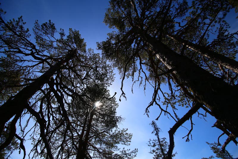 Upward View To Big Old Pine Trees Stock Image - Image of blue ...