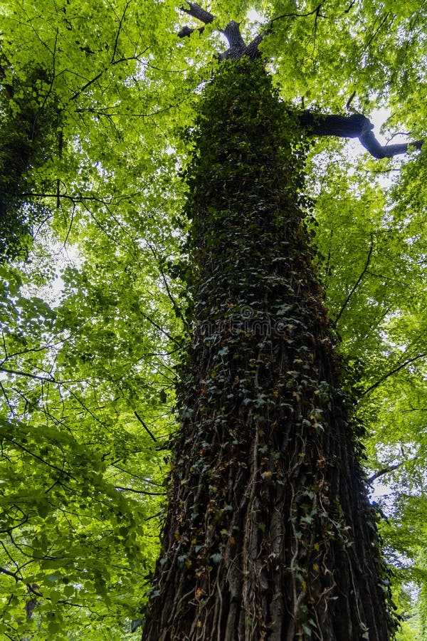 Upward View To High Old Tree Full of Small Leaves Stock Photo - Image ...